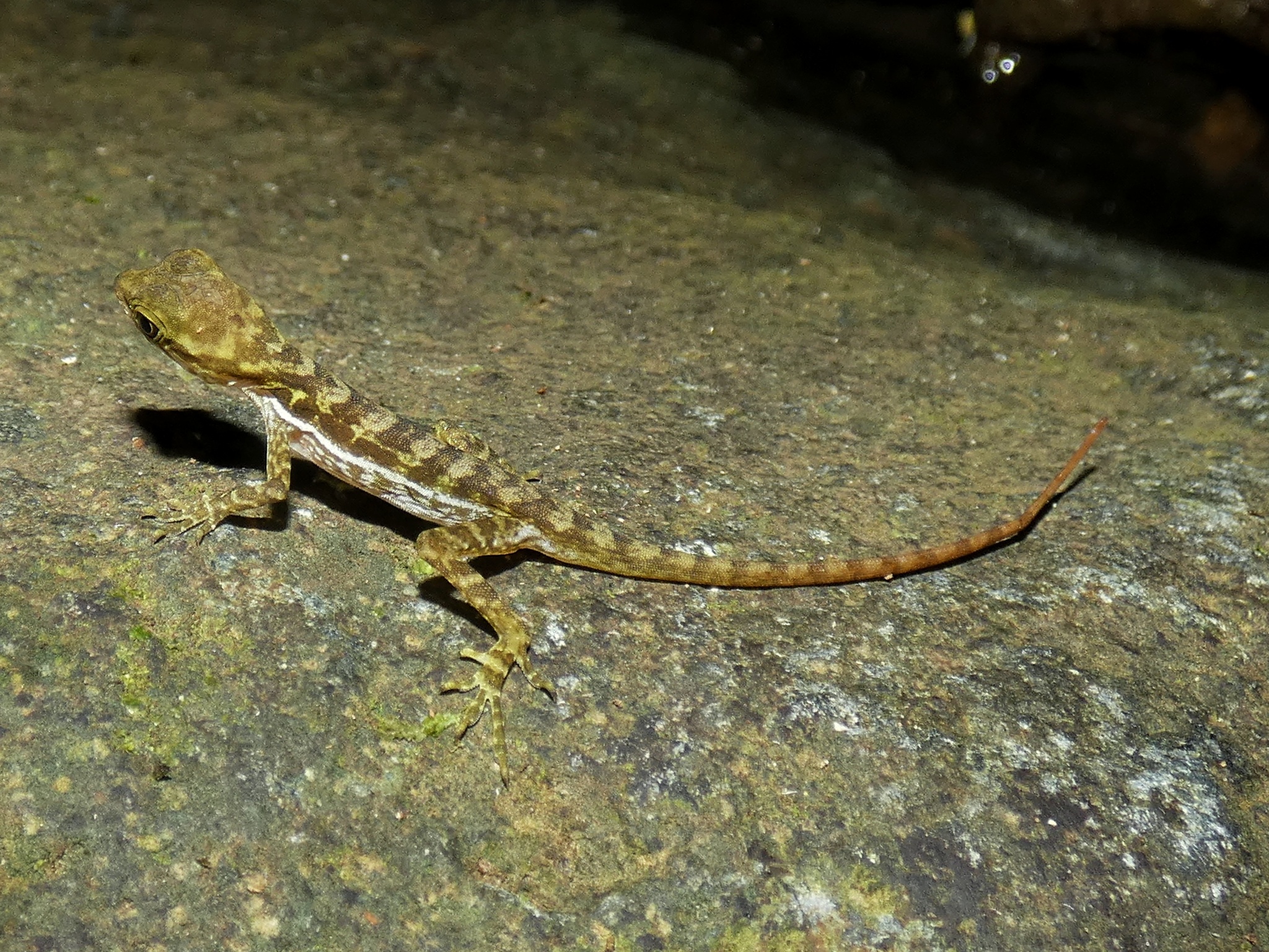 Anolis lionotus Cope, 1861
