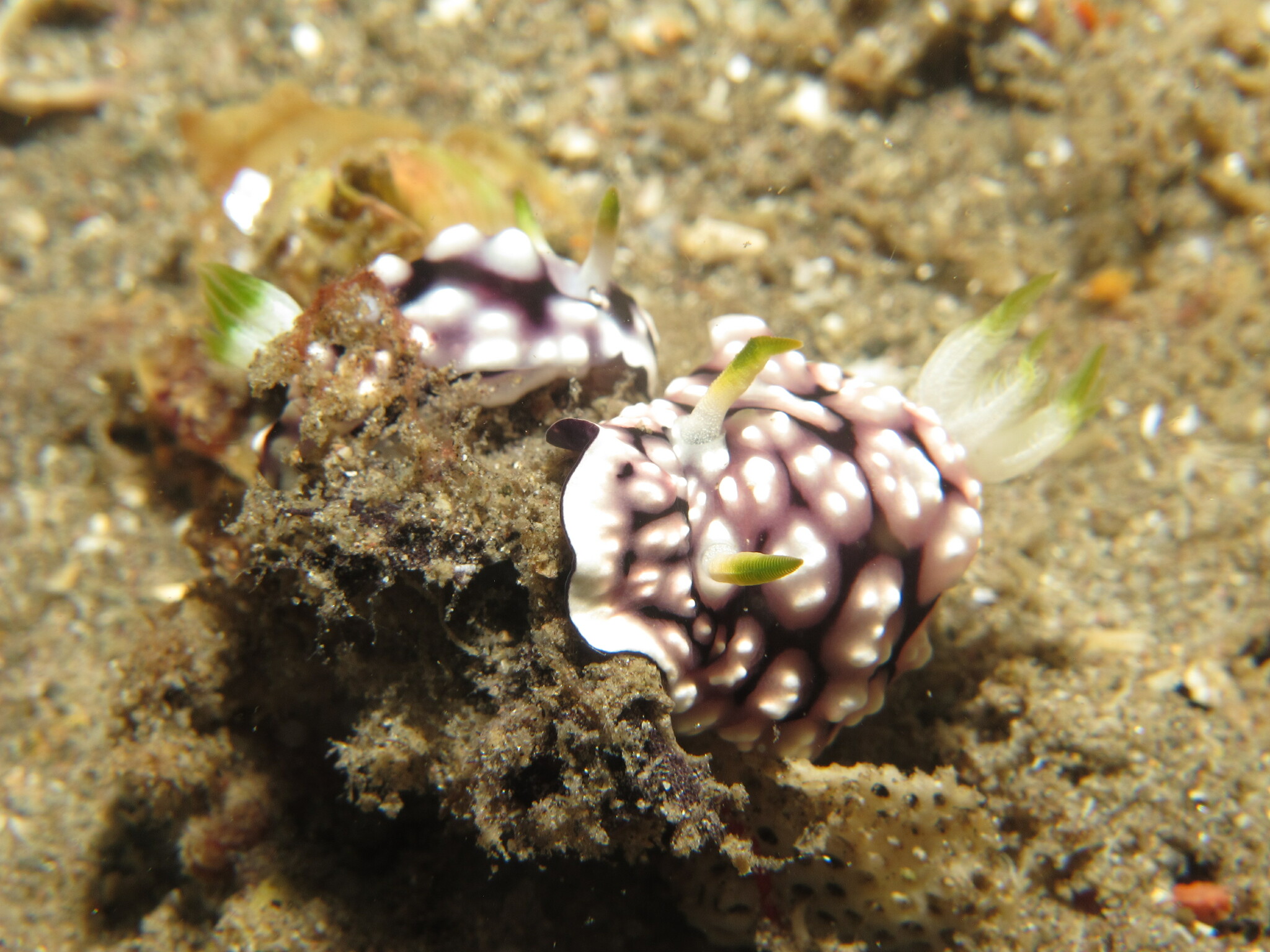 Goniobranchus geometricus (Risbec, 1928)