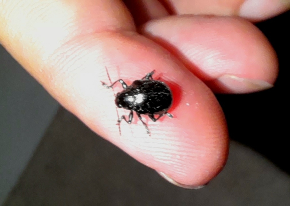 Typophorus nigritus (Fabricius, 1801)