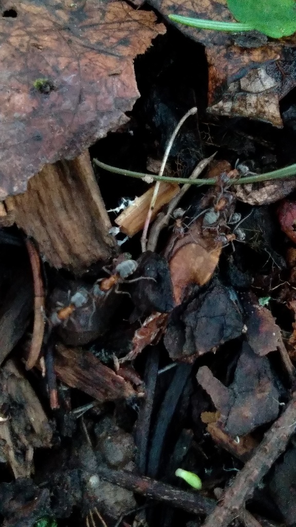 Western Velvety Tree Ant from Keizer, OR, USA on January 07, 2023 at 04 ...