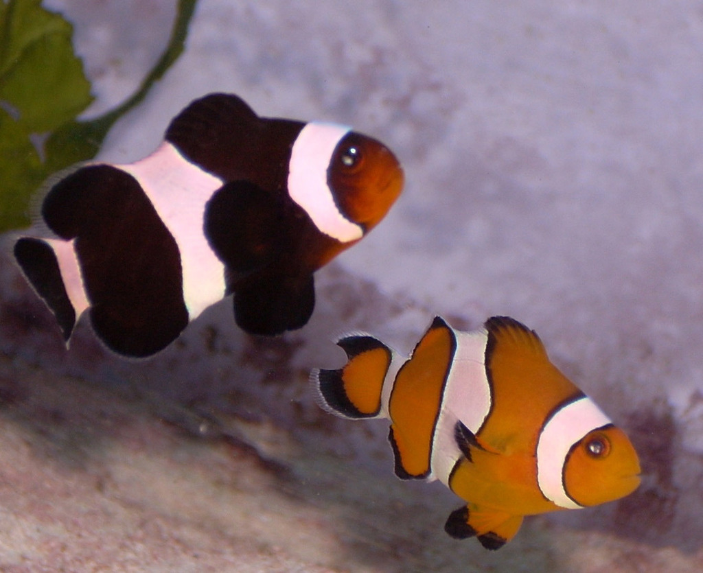 Ocellaris Anemonefish (Amphiprion ocellaris) - Marine Life Identification