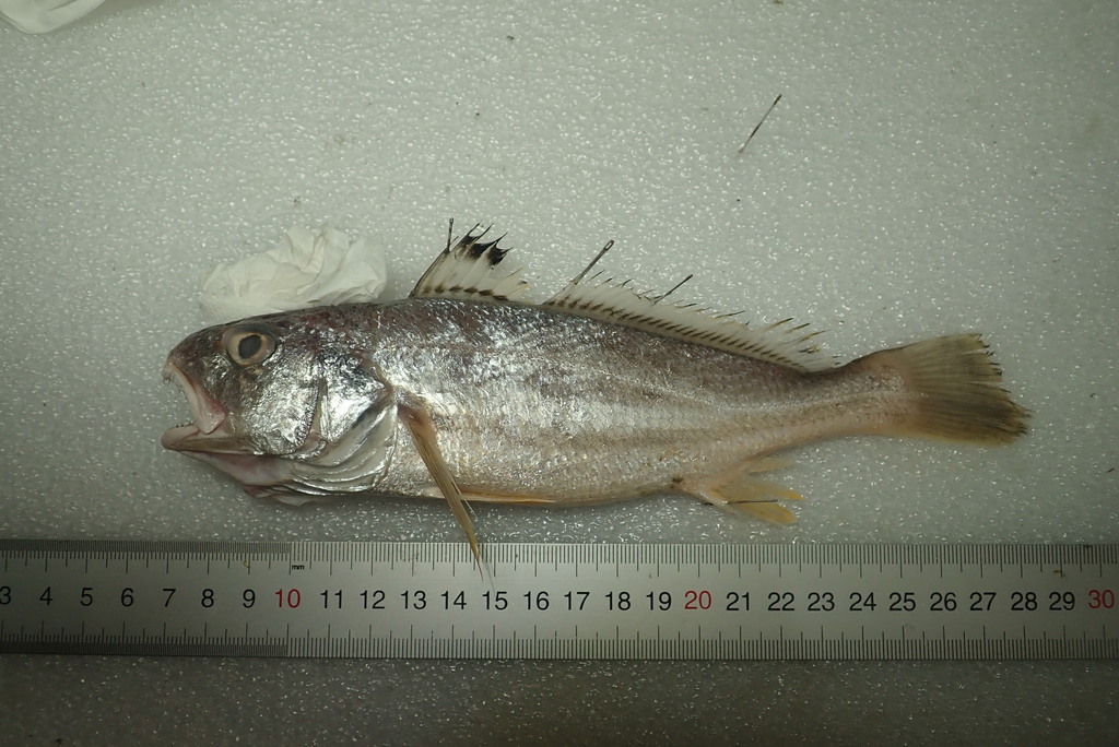 Johnius distinctus from New Taipei, TW-NT-TP, TW on December 7, 2022 by ...