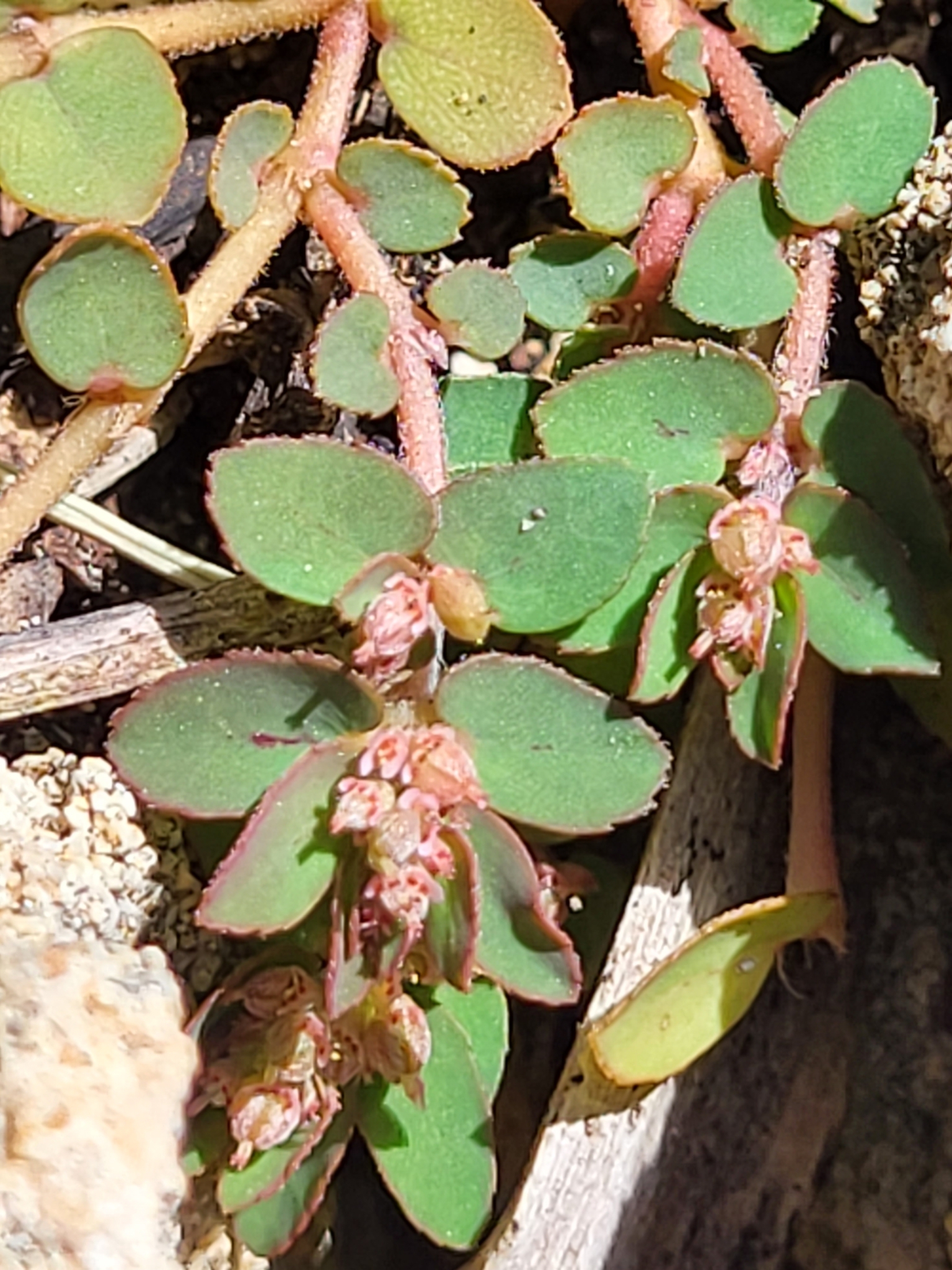 Euphorbia thymifolia L.