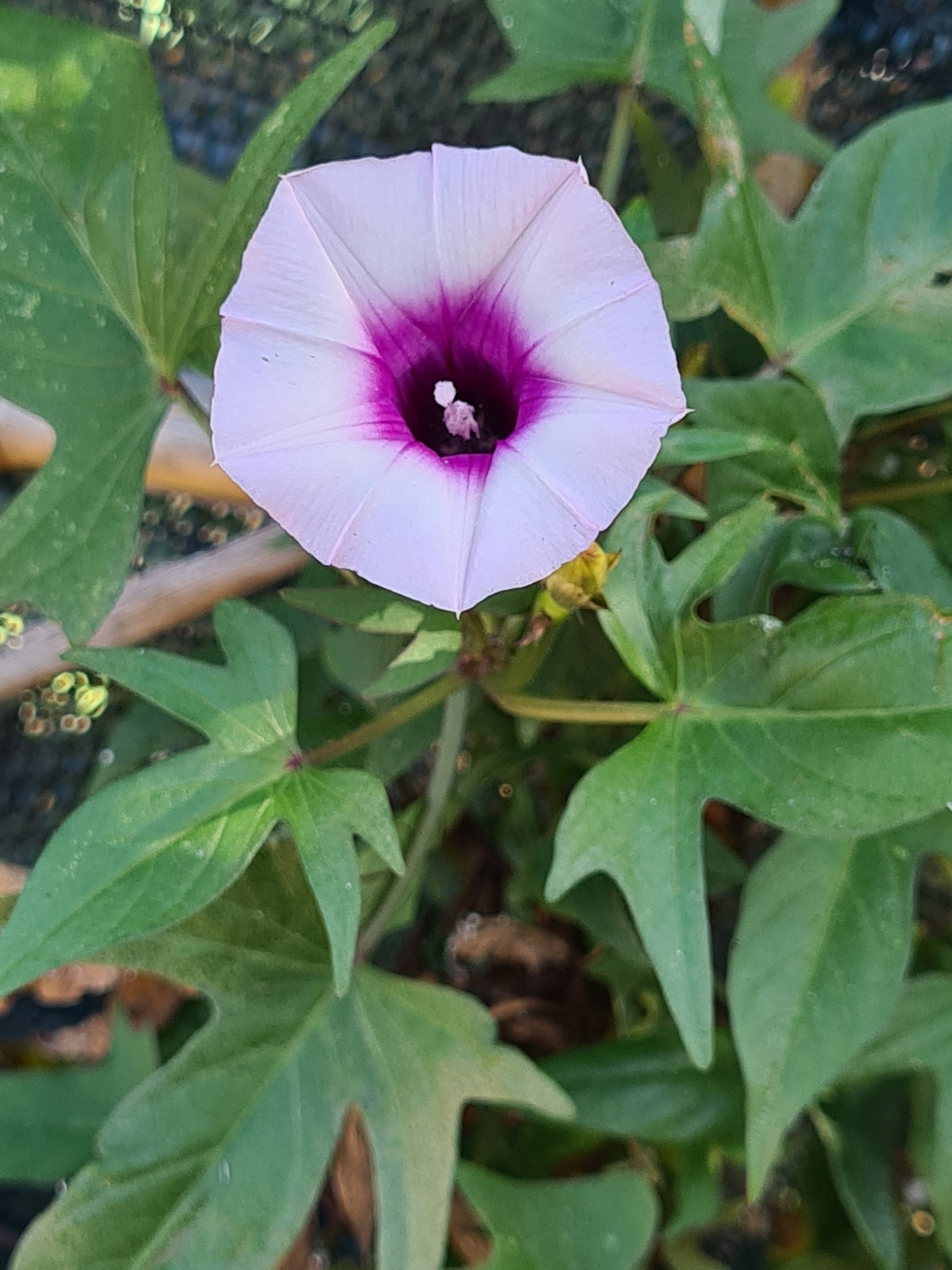 Ipomoea batatas (L.) Lam.