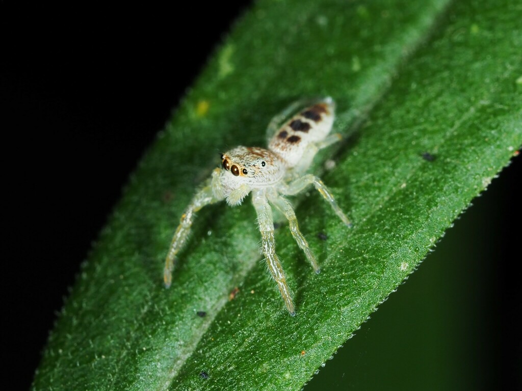 White-jawed Jumping Spider from Pierce Township, OH, USA on September ...