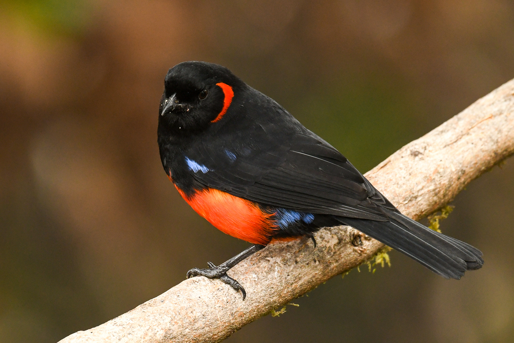 Scarlet-bellied Mountain-Tanager from Yanacocha, Ecuador on December 27 ...