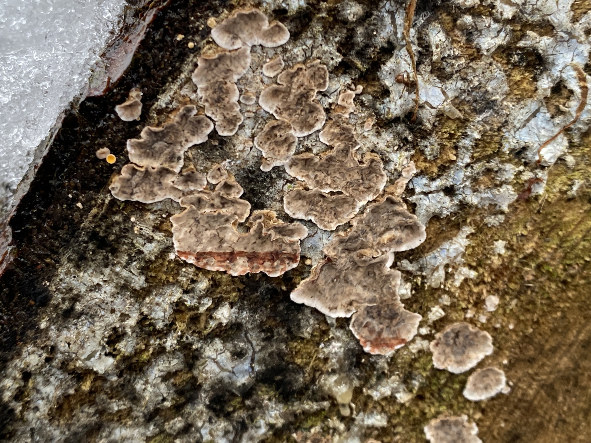 Stereum sanguinolentum (Alb. & Schwein.) Fr.