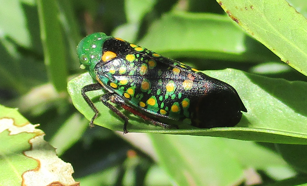 Southern African Painted Snout Bug from Serowe on January 25, 2023 by ...