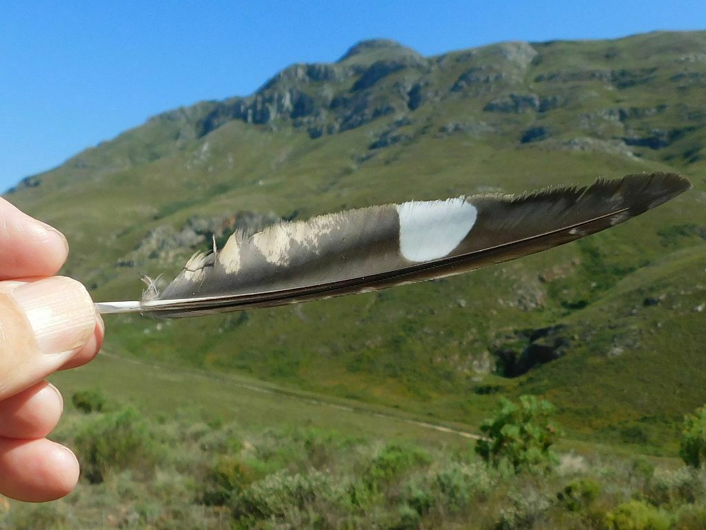 Fiery-necked Nightjar from Greyton Knietjieshoogte, 7233, South Africa ...