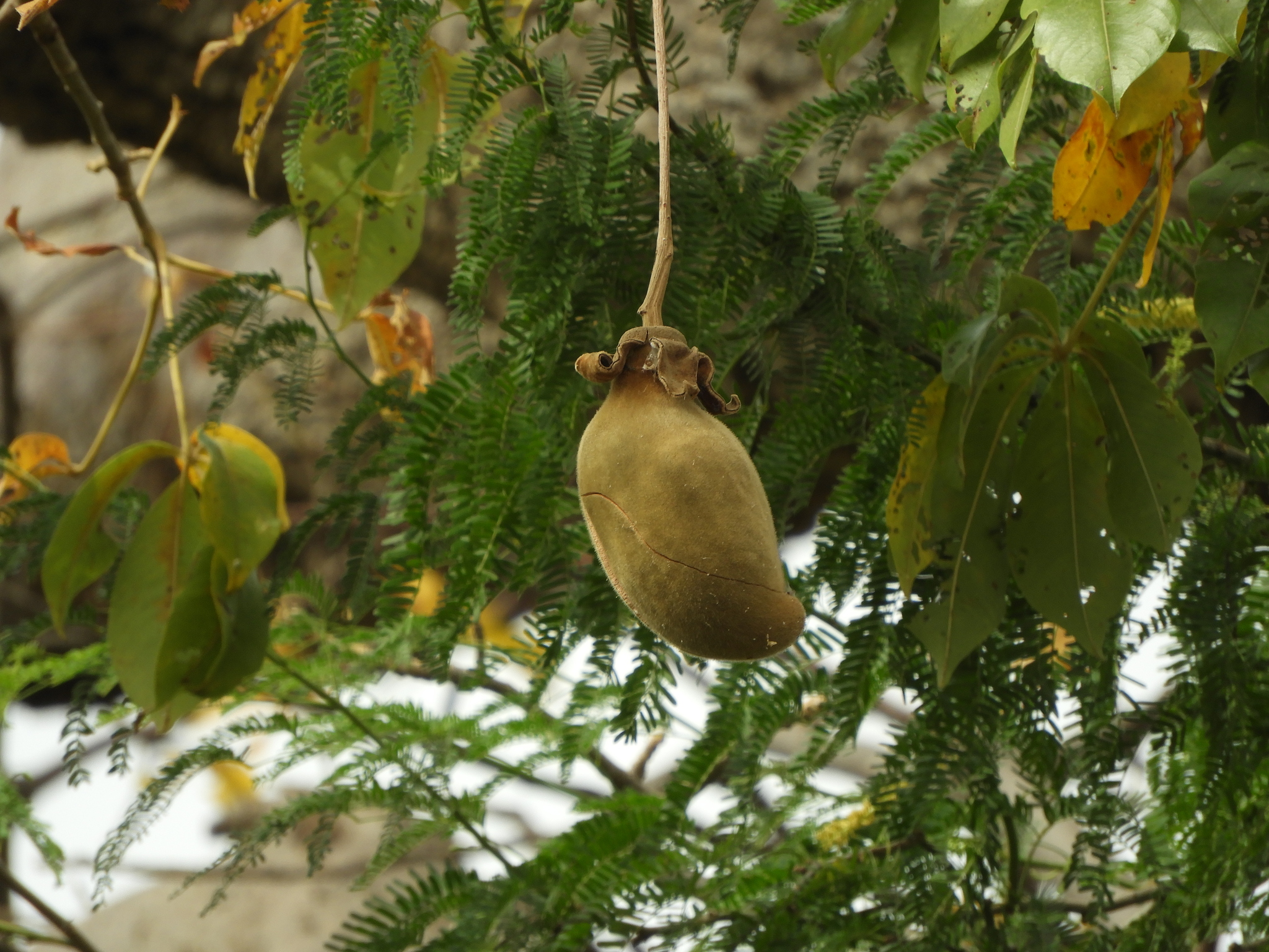 Adansonia digitata L.