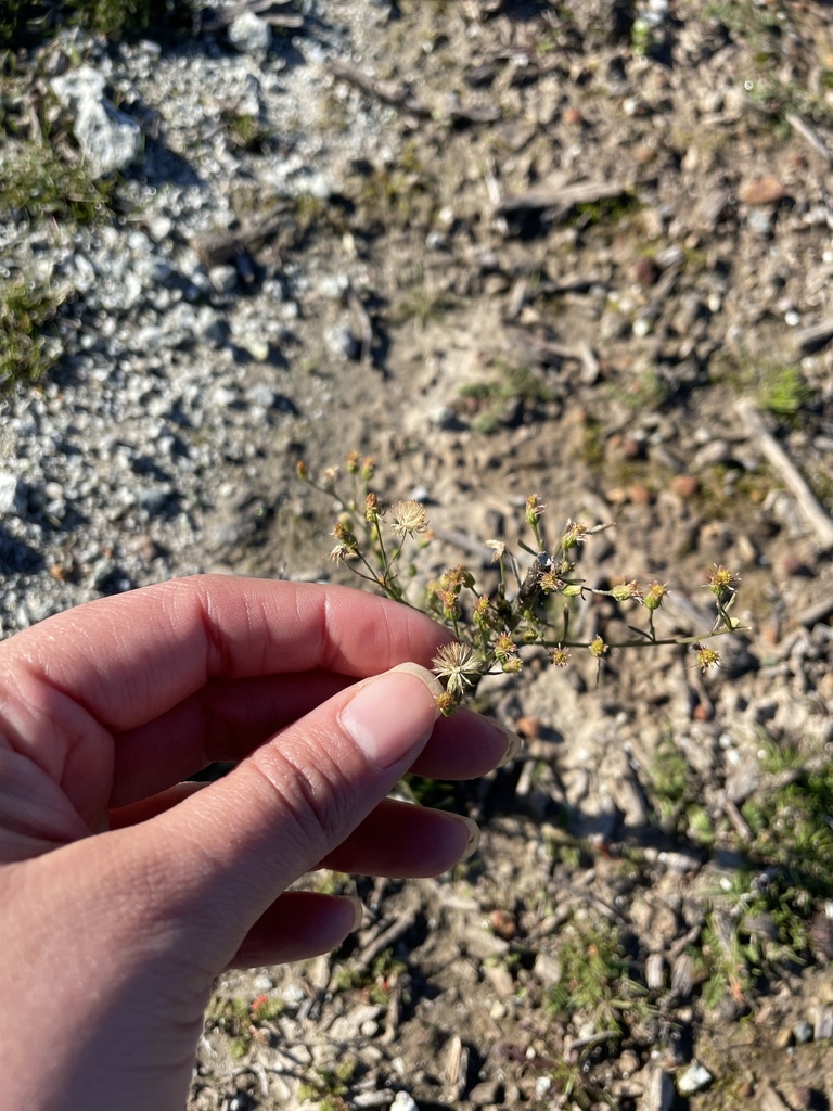 Asters And Allies From Fort Ord National Monument Salinas CA US On Asters And Allies From Fort Ord National Monument Salinas CA US On