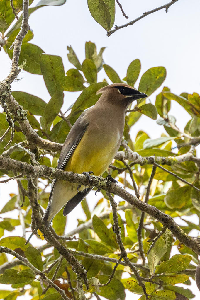 Cedar Waxwing from Orange County, FL, USA on February 11, 2020 at 12:46 ...