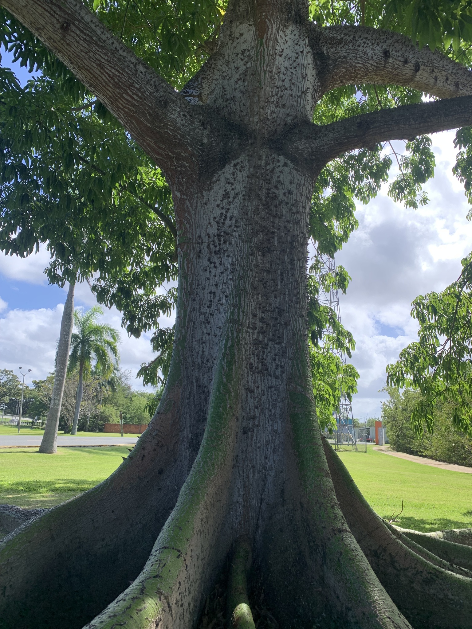 Ceiba pentandra (L.) Gaertn.