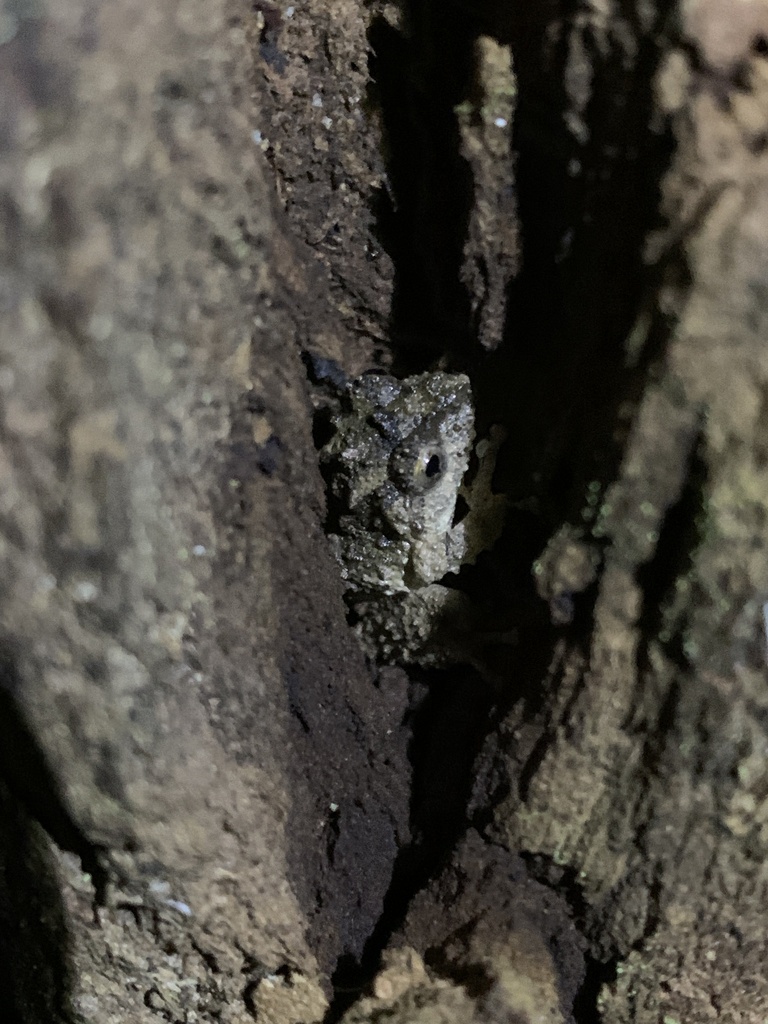 Conical wart pygmy tree frog in January 2023 by E. Harrison. About 2cm ...