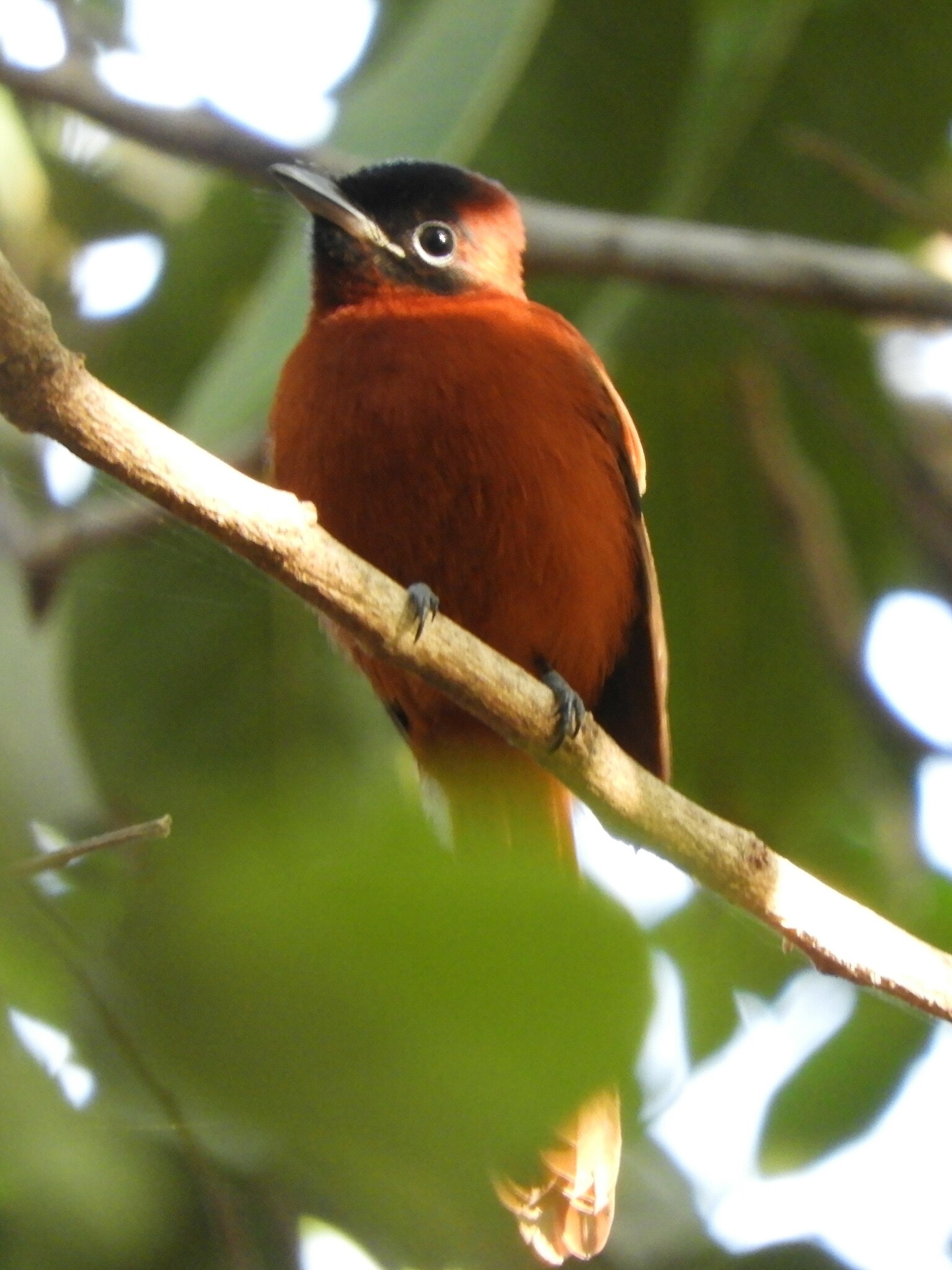 Terpsiphone rufiventer (Swainson, 1837)