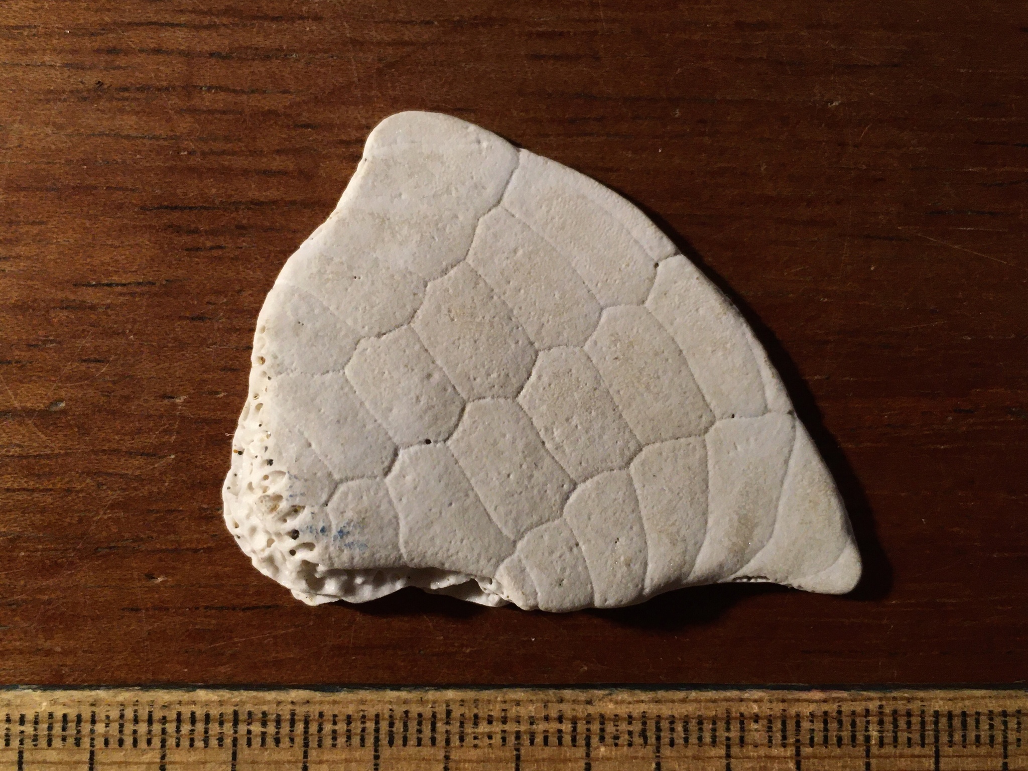 Encope emarginata (Leske, 1778)