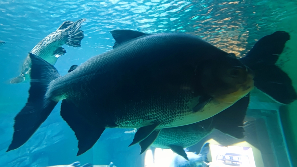Red-bellied Pacu from Dali Bai, CN-YN, CN on January 25, 2023 at 12:37 ...