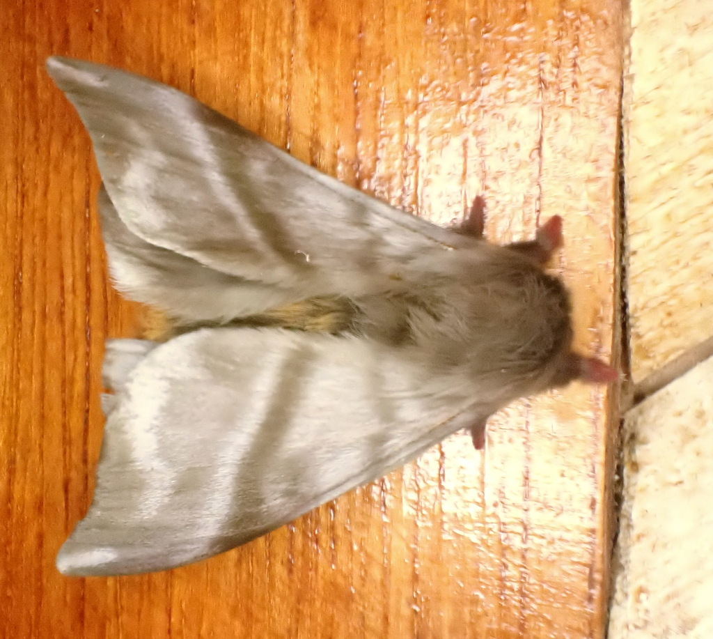 Hylesia from Quito, EC-PI, EC on February 05, 2022 by Paul Bedell. H ...