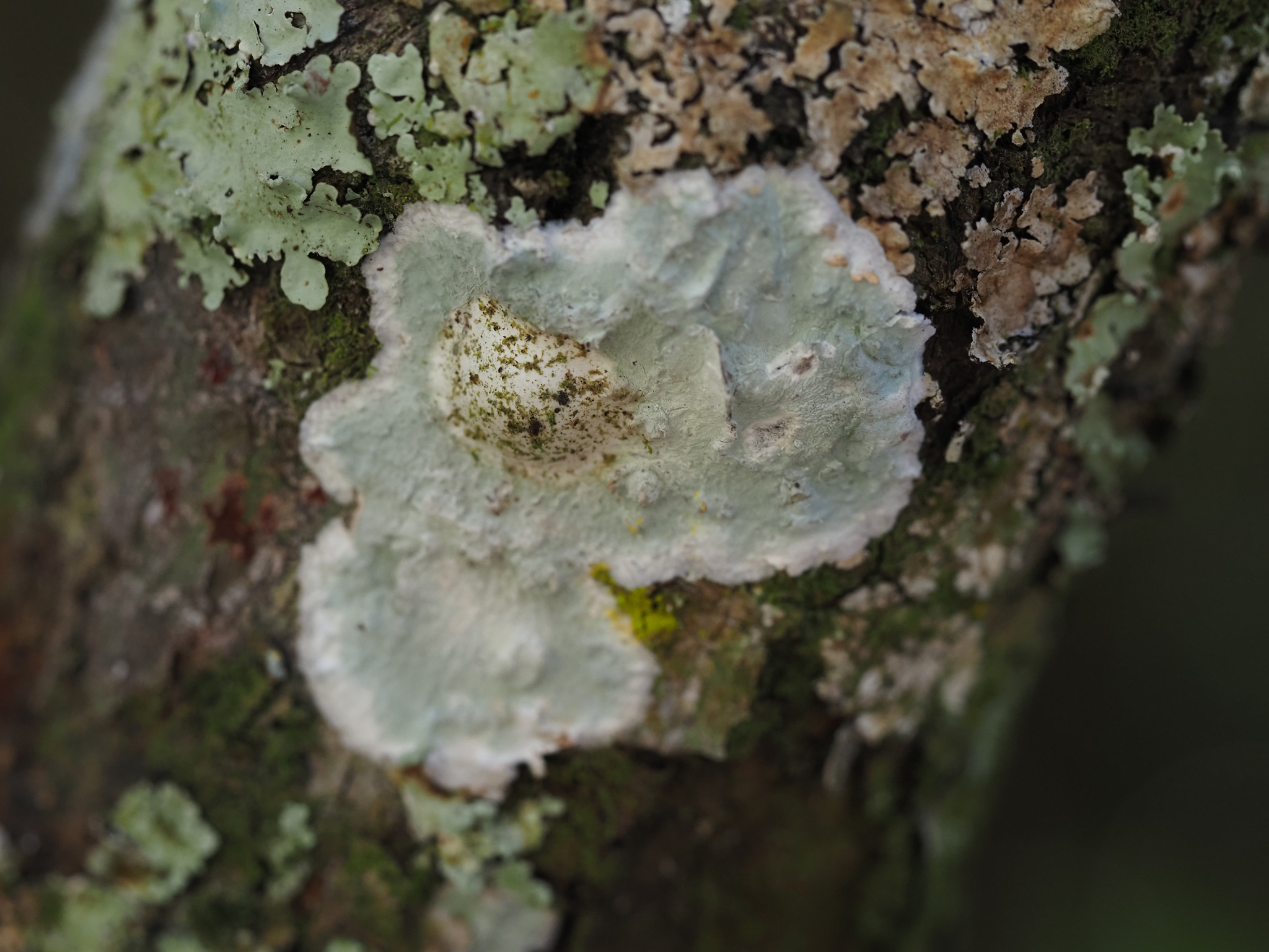 Cryptothecia striata G.Thor