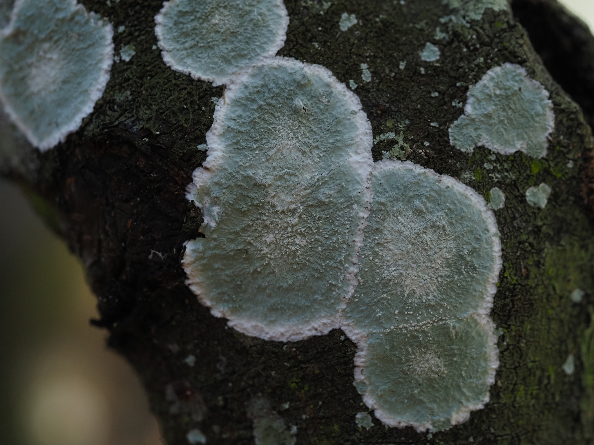 Cryptothecia striata G.Thor