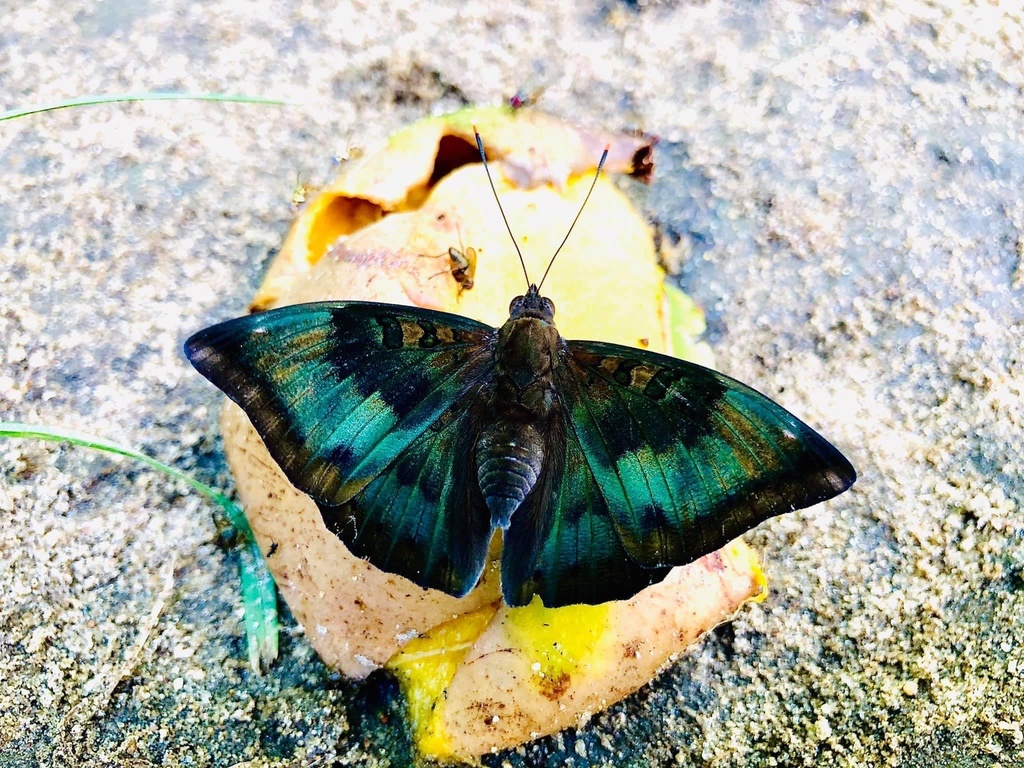 Common Baron from Cejlon, Southern Province, LK on October 26, 2020 at ...
