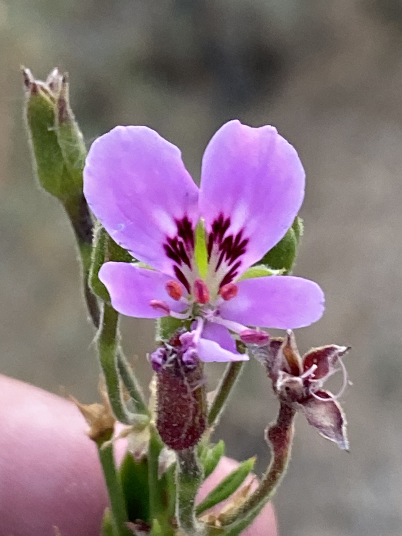 Pelargonium scabrum (L.) L'Hér.