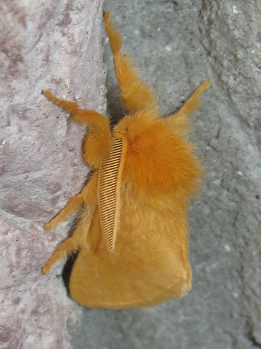 Yellow Flannel Moth (Lagoa pyxidifera) · iNaturalist