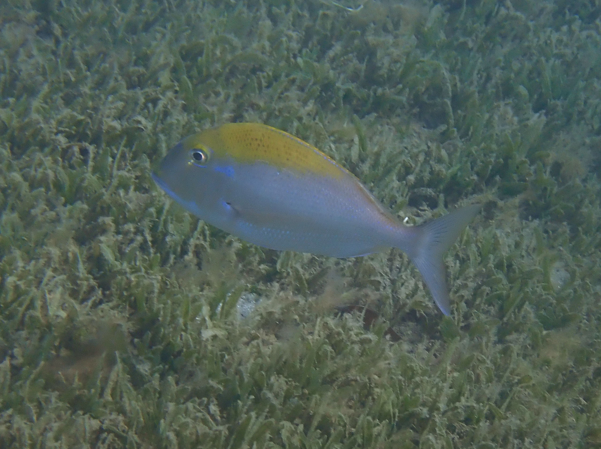 Calamus pennatula Guichenot, 1868