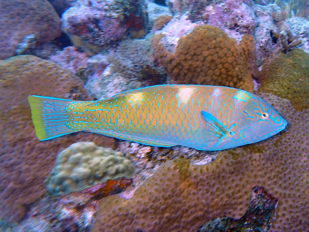 Puddingwife Wrasse (Halichoeres radiatus) - Marine Life Identification