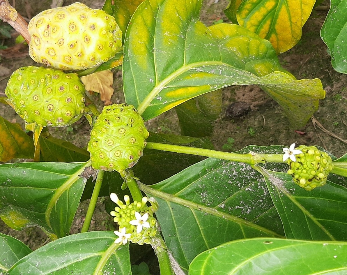 Morinda citrifolia L.