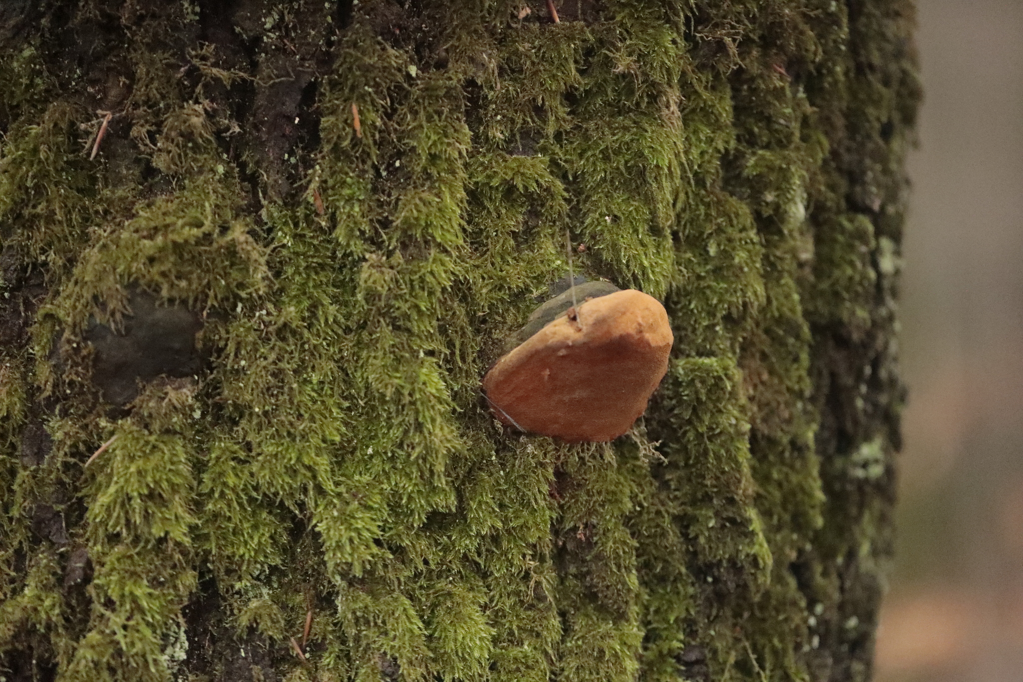 Fomitiporia robusta (P.Karst.) Fiasson & Niemelä