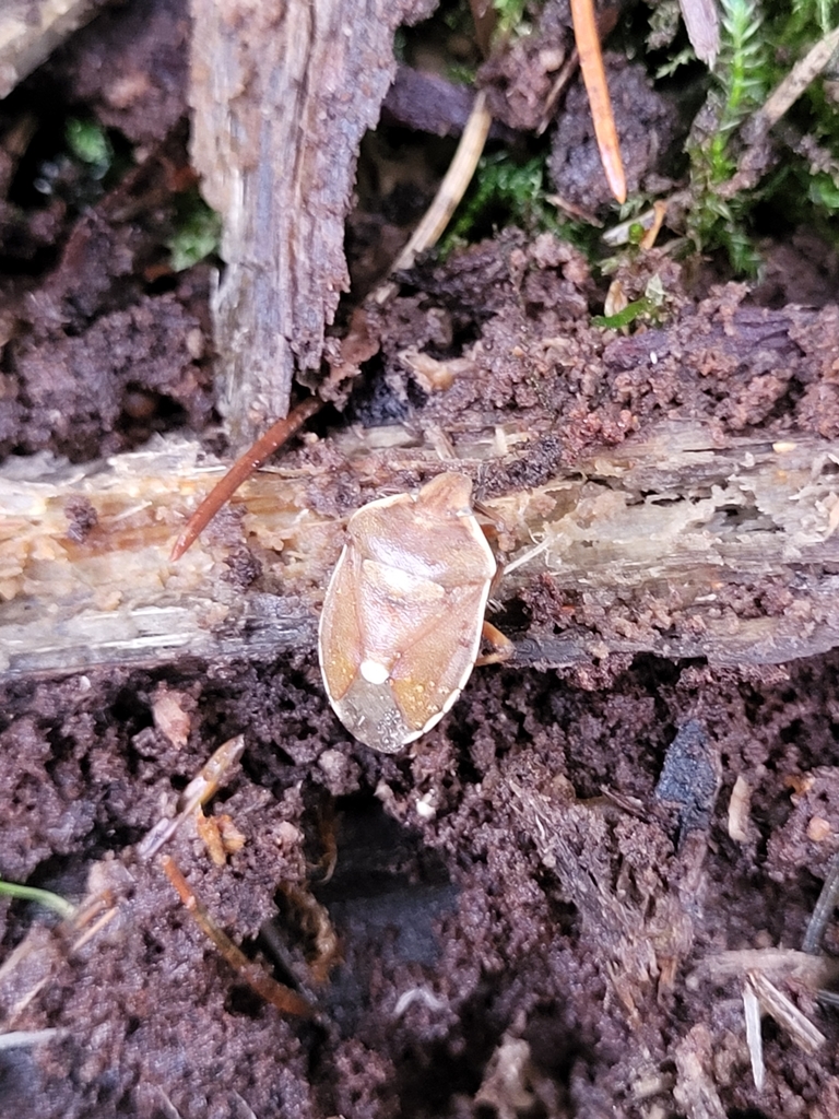 Chlorochroa pinicola from St. Martin im Sulmtal, 8543, Österreich on ...