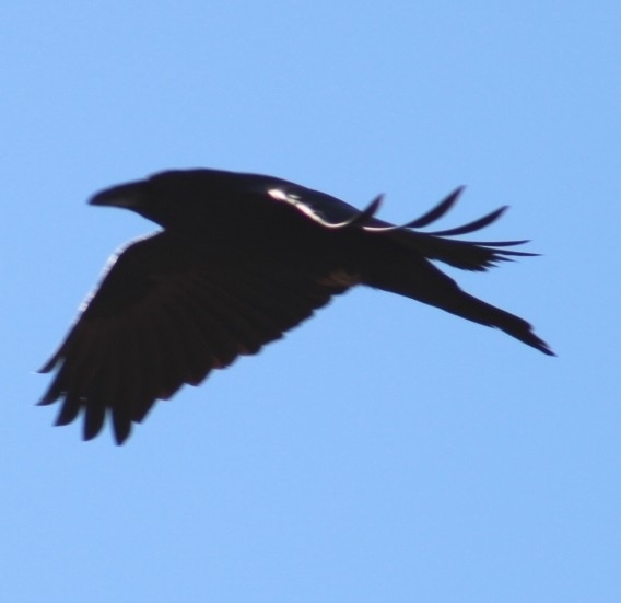 Common Raven from 21387 B.C., México on January 26, 2023 at 10:24 AM by ...