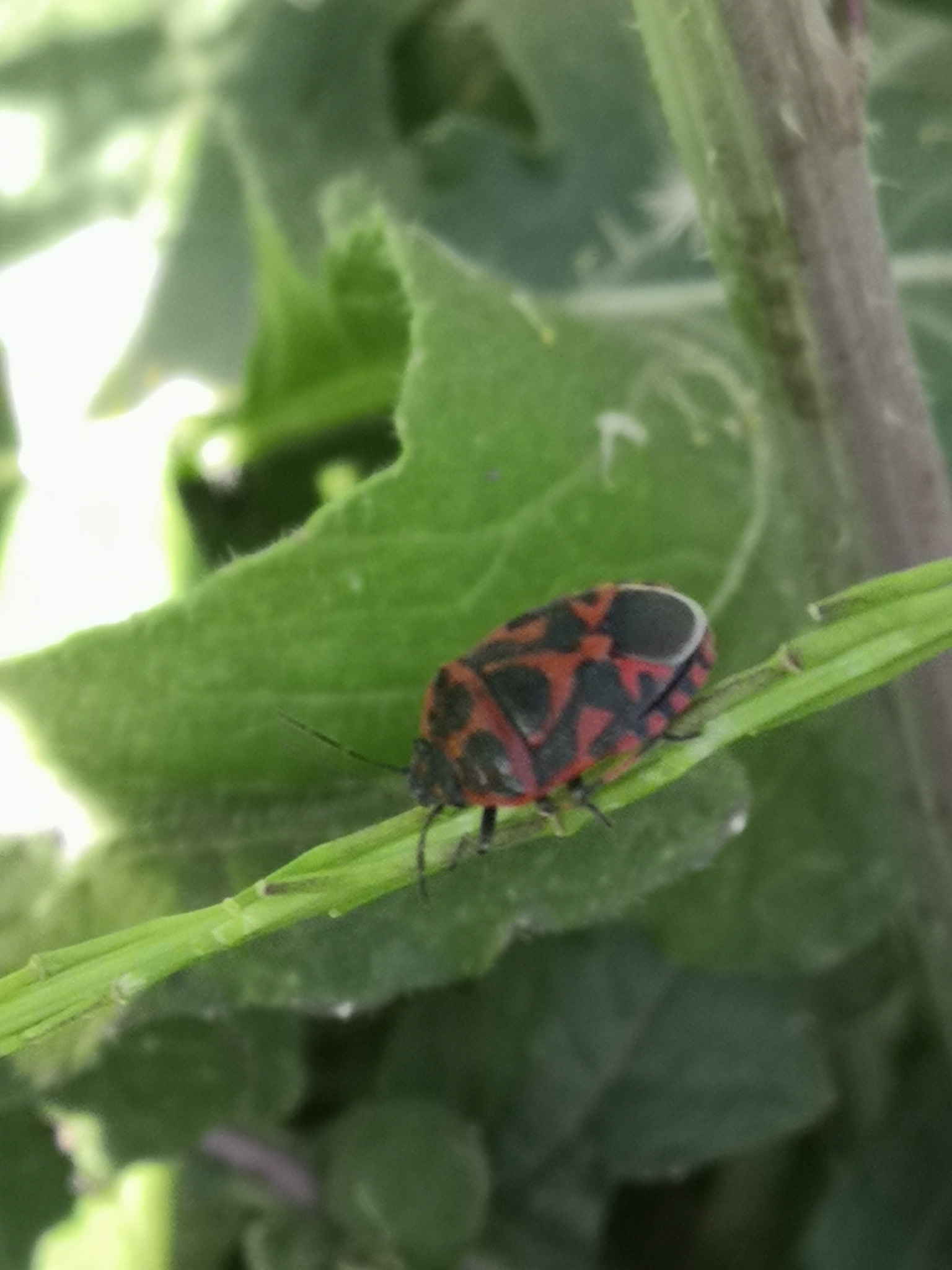 Eurydema ornata (Linnaeus, 1758)