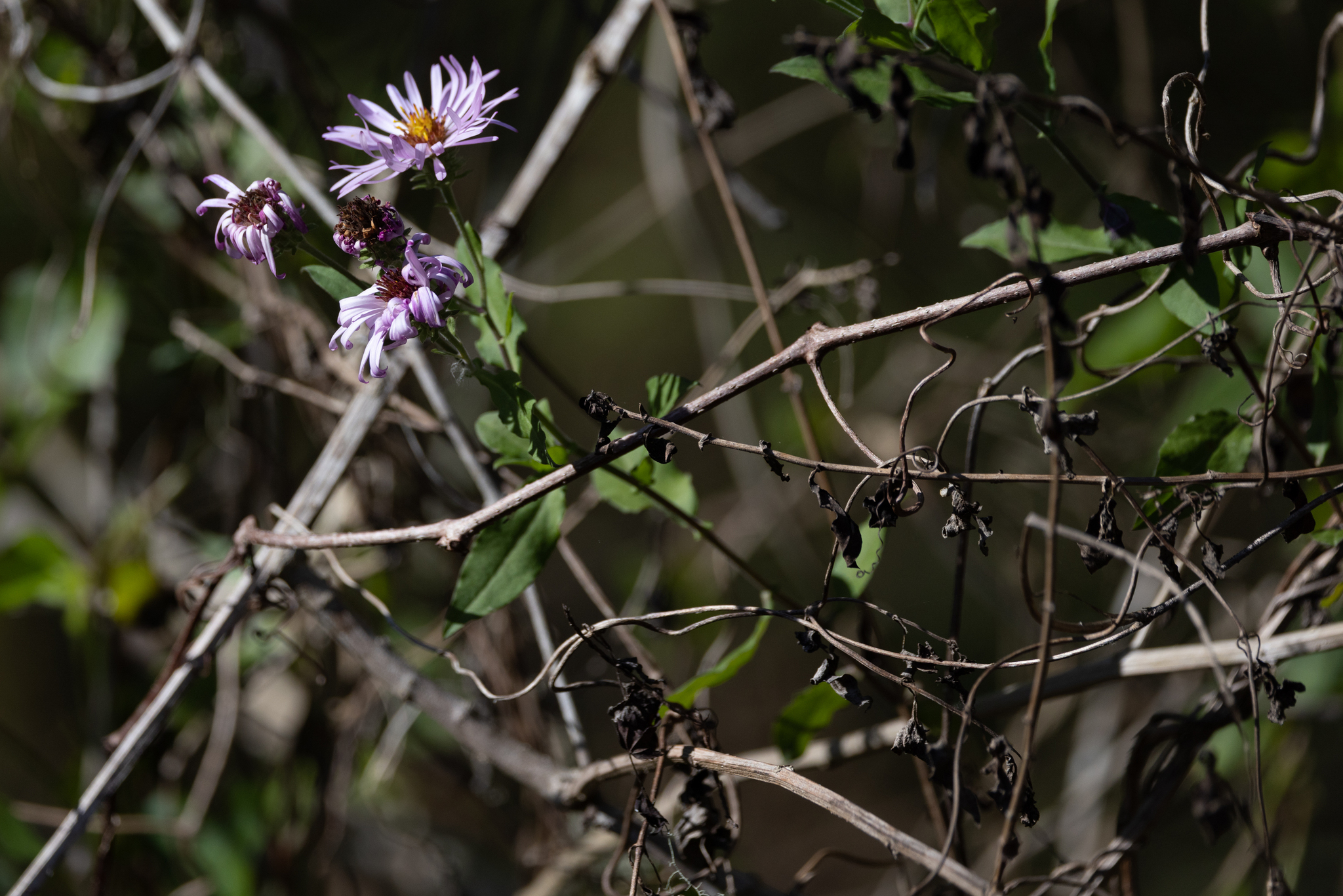 Ampelaster carolinianus (Walter) G.L.Nesom