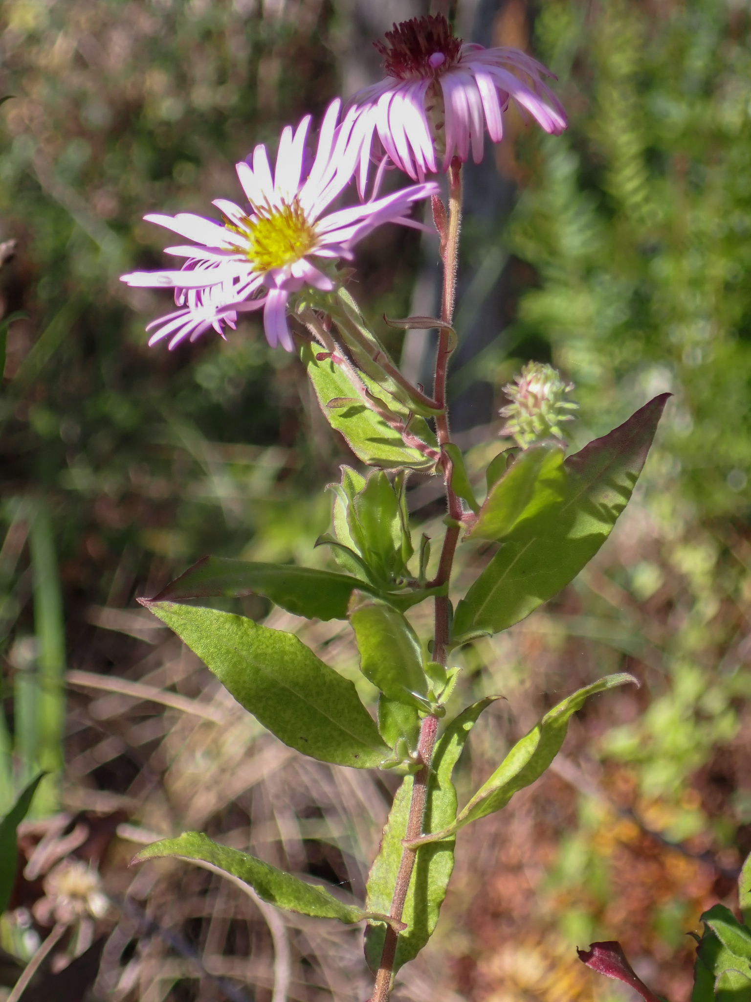 Ampelaster carolinianus (Walter) G.L.Nesom