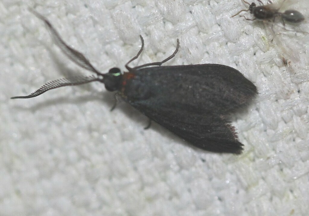 Pollanisus from Mount Mellum QLD 4550, Australia on January 27, 2023 at ...