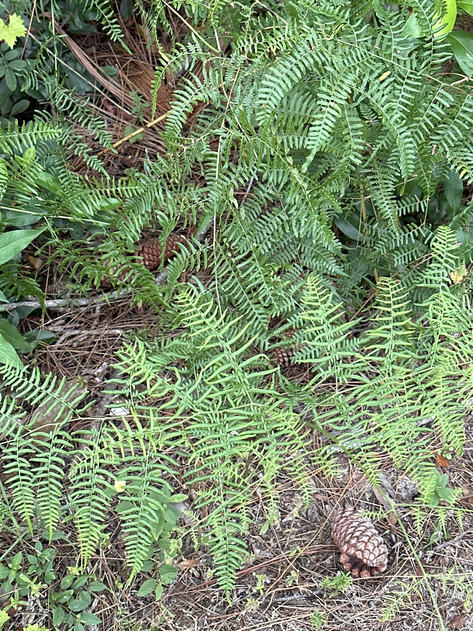 Pteridium caudatum (L.) Maxon