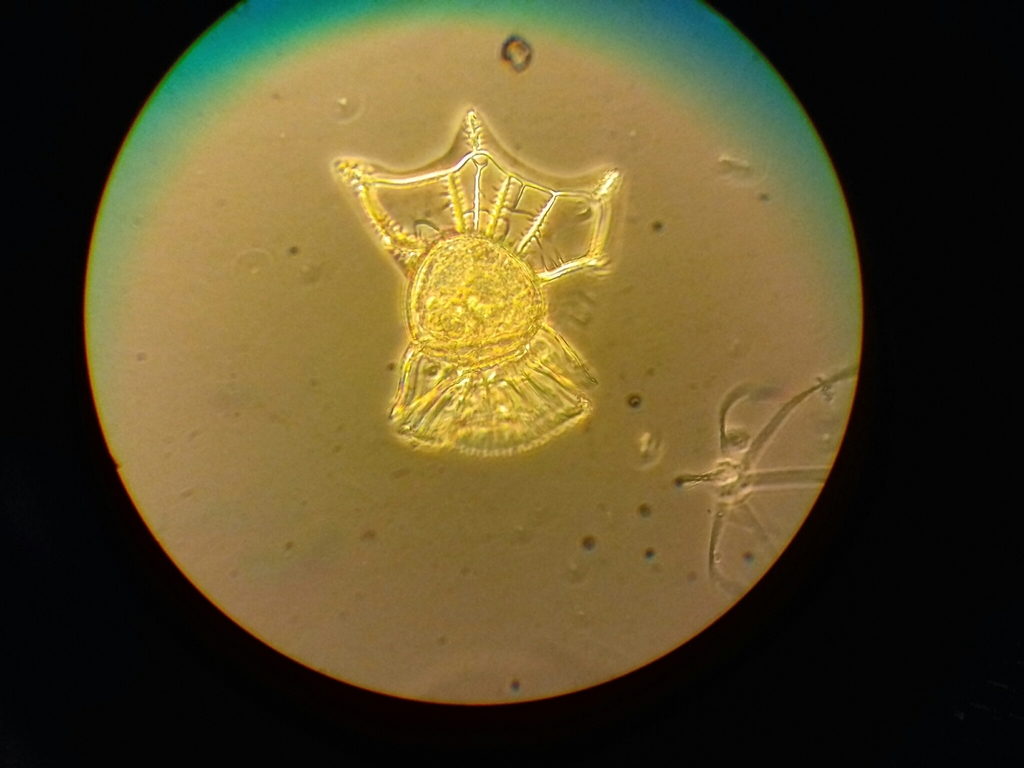 Ornithocercus magnificus in September 2018 by lyitzakadiaz. Observado ...