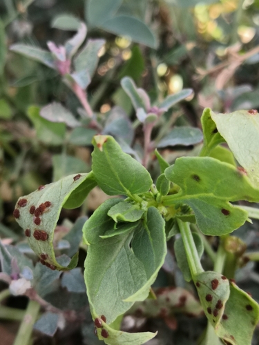 Uredo marmoxaiae · iNaturalist Mexico