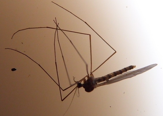 Trichoceridae
