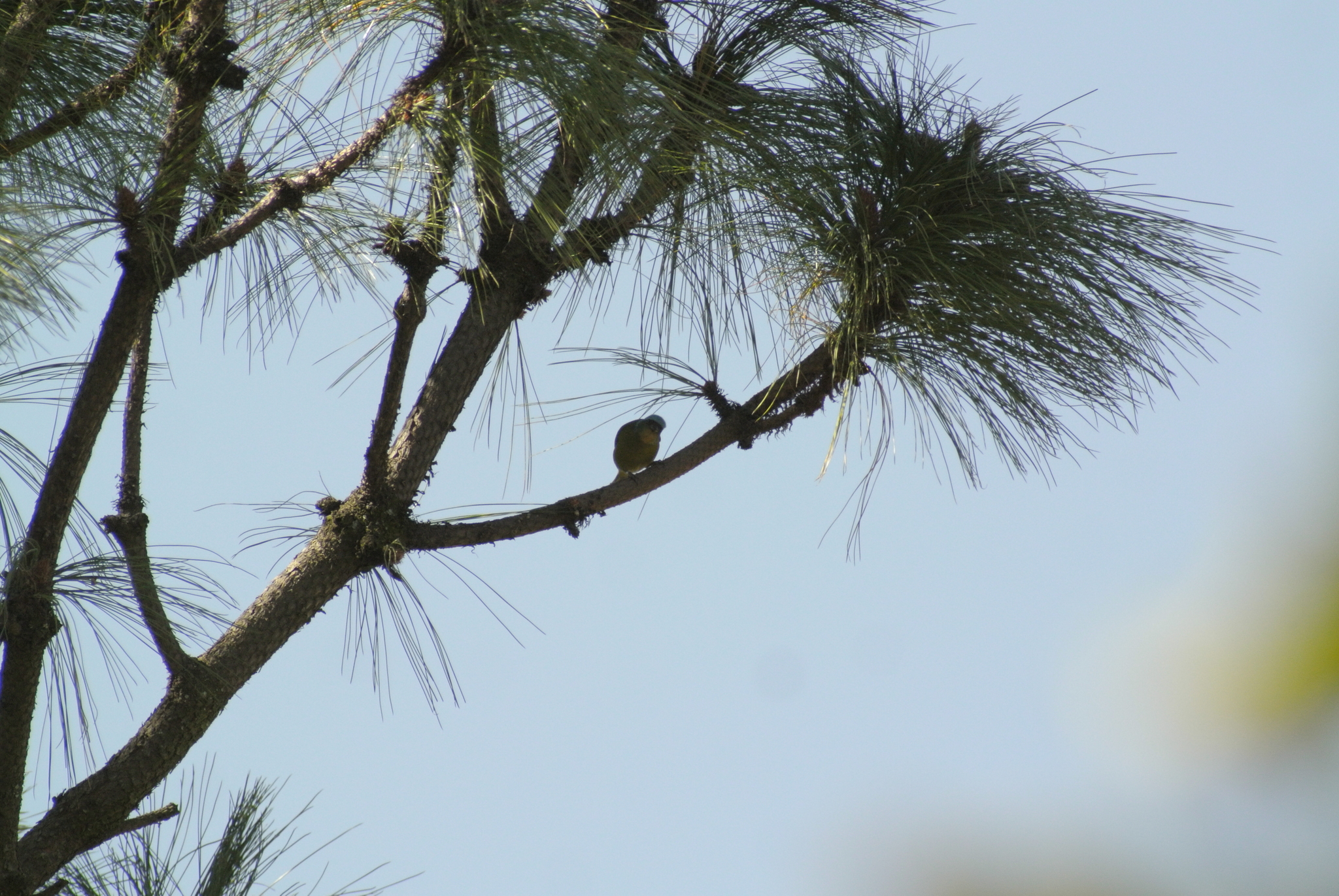 Euphonia elegantissima (Bonaparte, 1838)