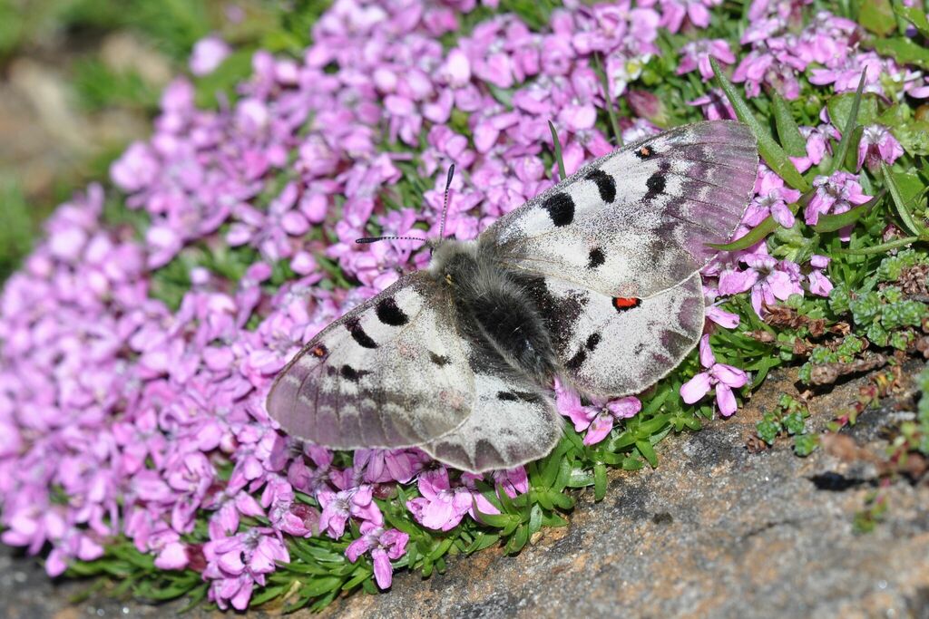 Phoebus Apollo from Autonome Provinz Bozen - Südtirol, Italien on ...