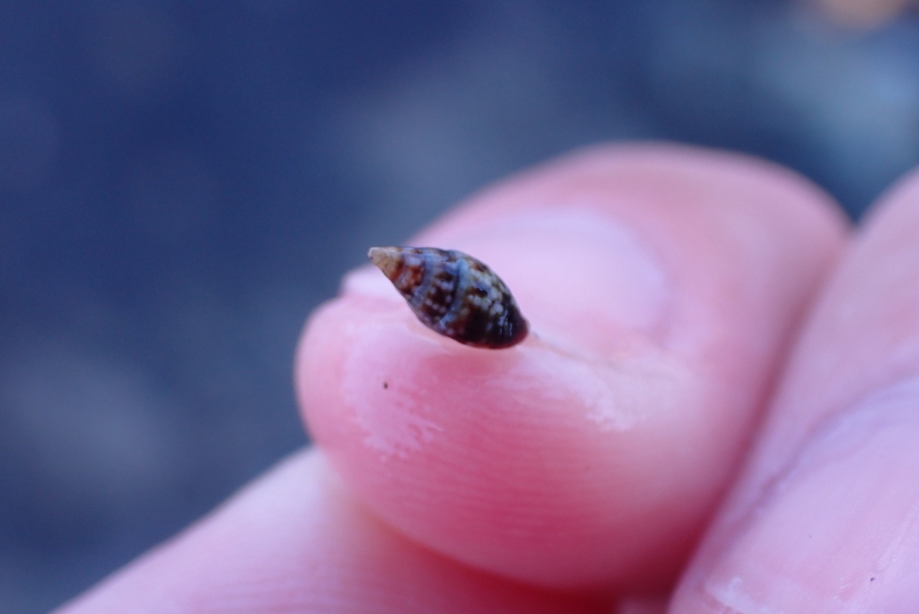 Anachis lentiginosa from El Viejo, NI-CI, NI on November 16, 2022 at 02 ...