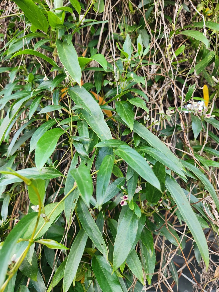 skunk vine from 台灣台東縣 on January 12, 2023 at 05:16 PM by 胡正恆(Jackson Hu ...