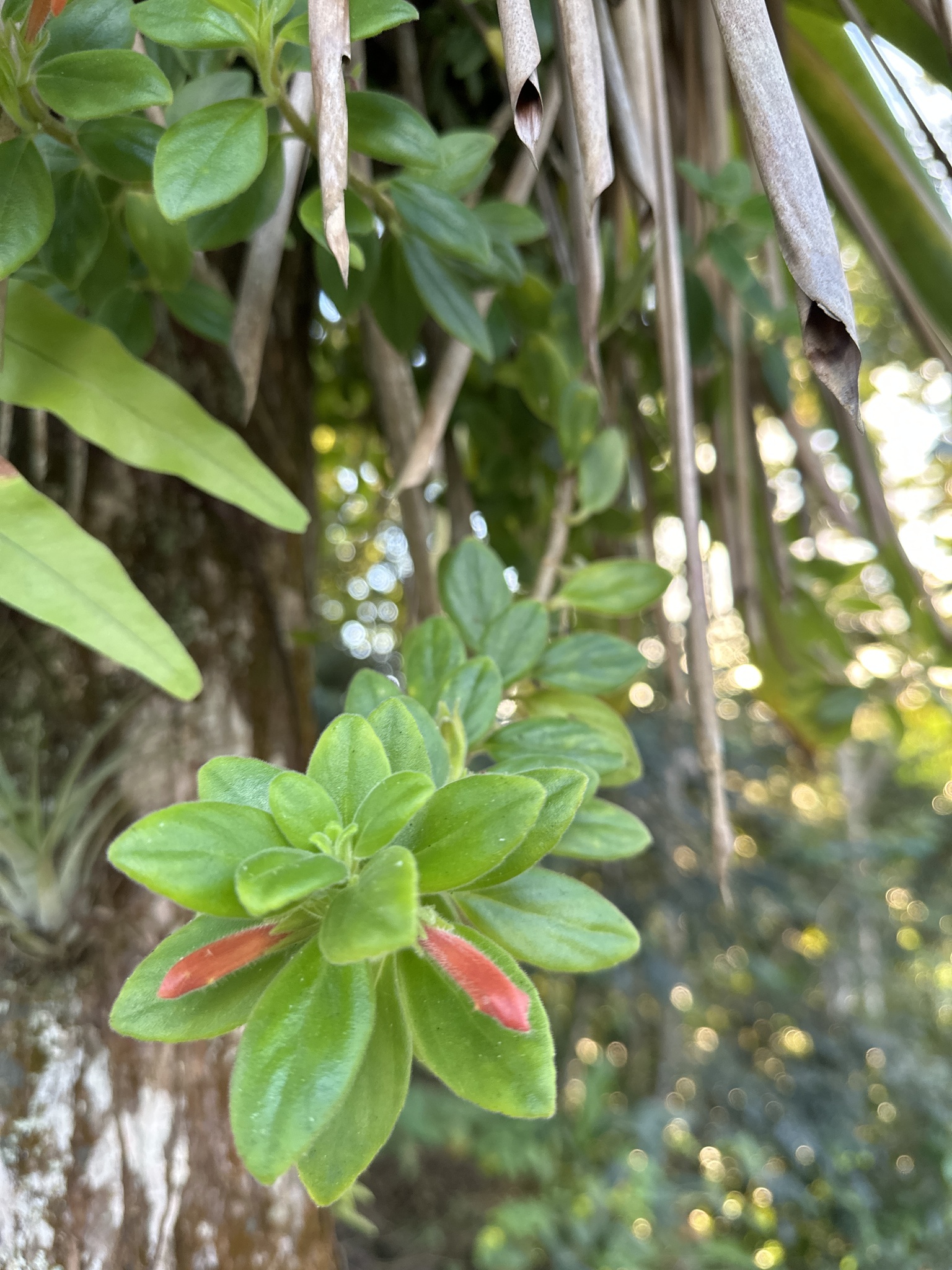 Columnea scandens L.