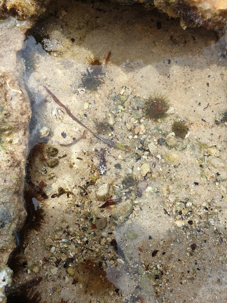 Green snakelock anemone from Lady Bay Road SA on January 23, 2023 at 03 ...