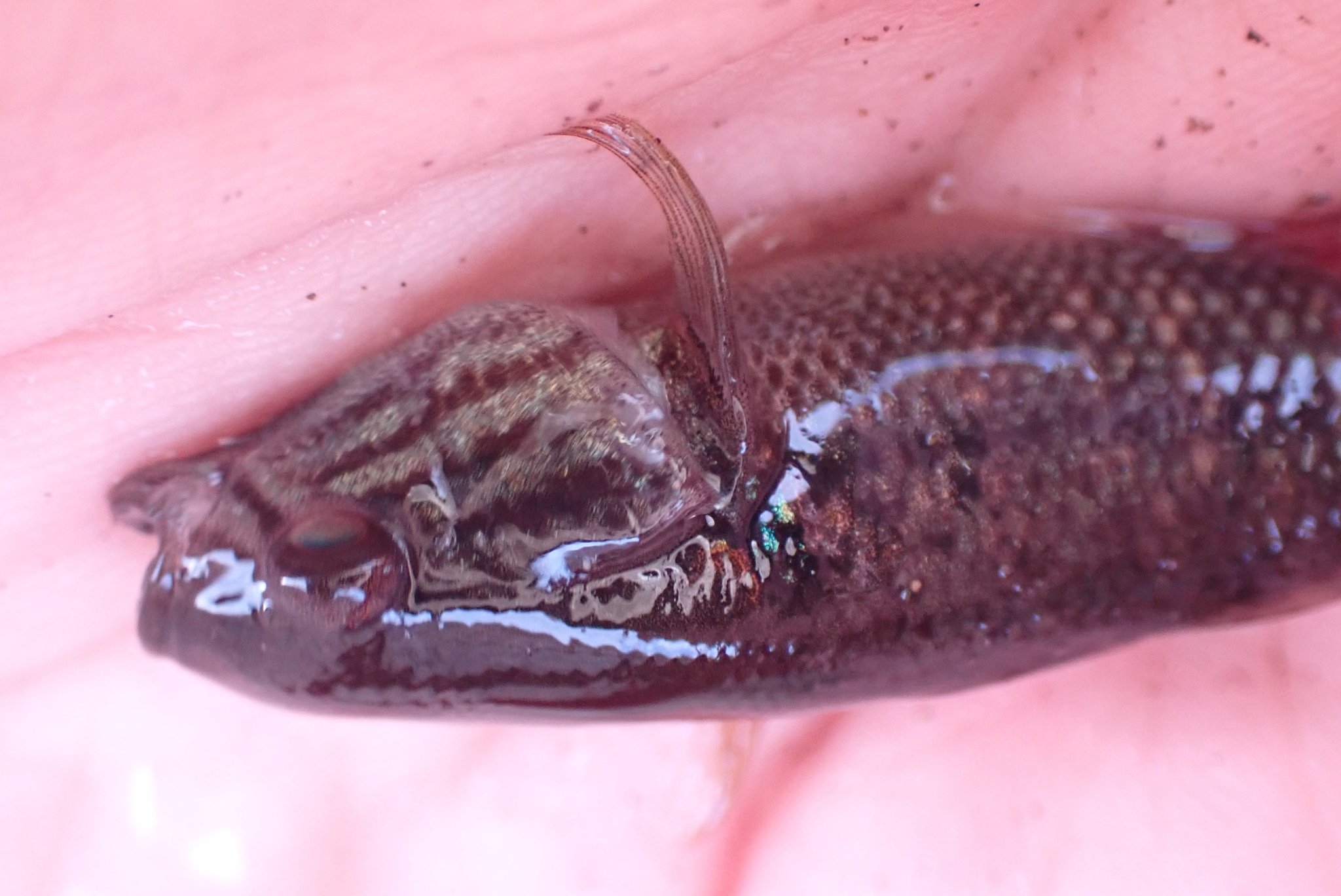 Dormitator latifrons (Richardson, 1844)