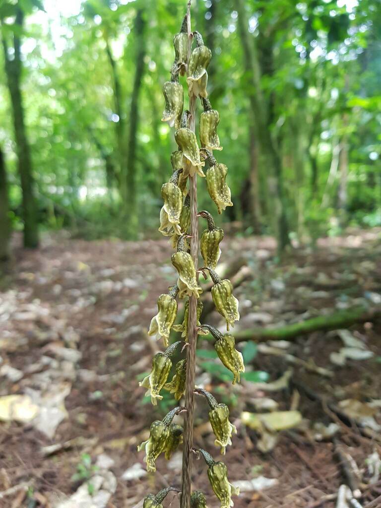 Gastrodia molloyi in January 2023 by Tara Swan. Located in an off ...