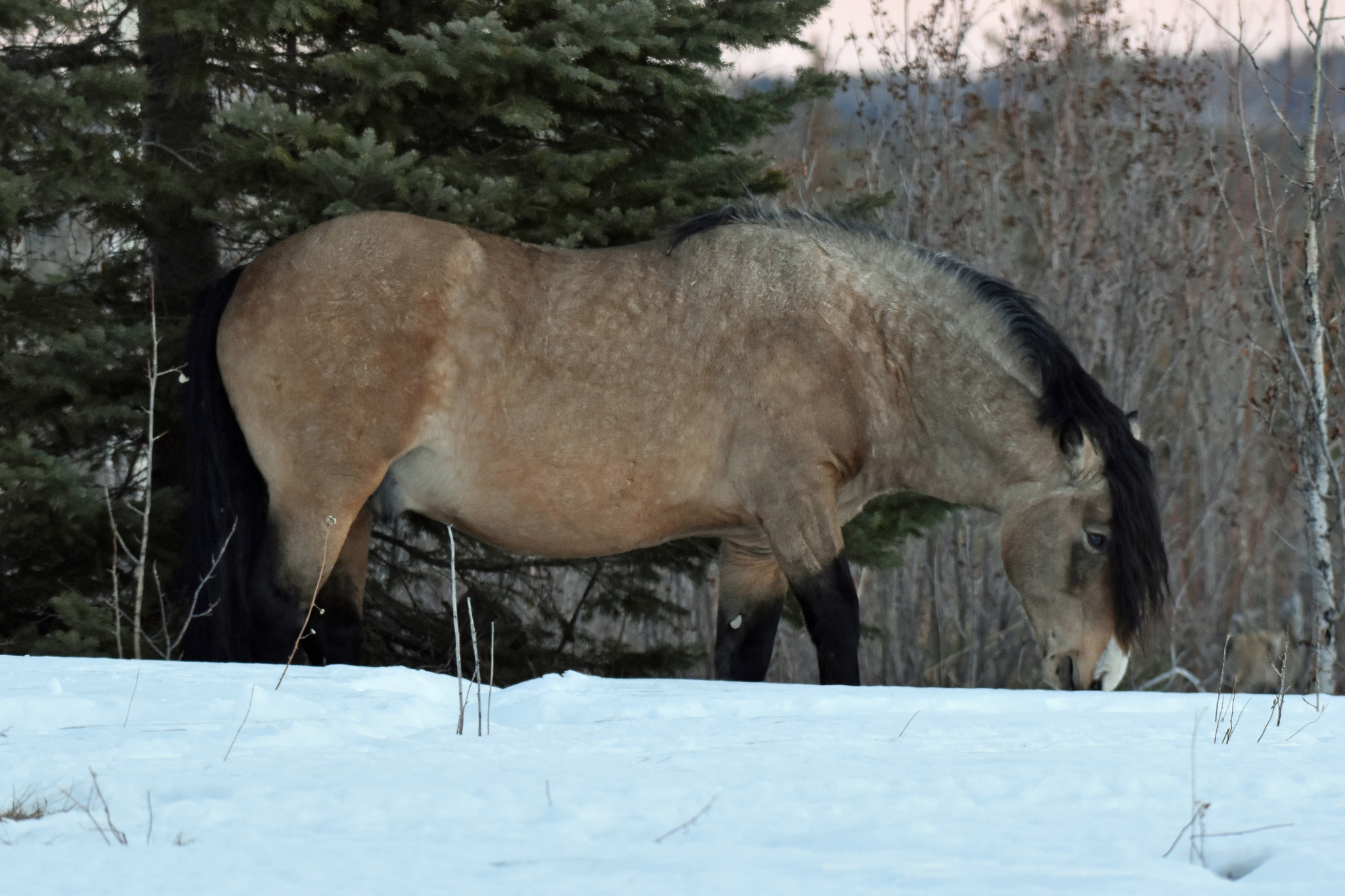 Equus caballus Linnaeus, 1758